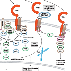 CST Signaling Pathways