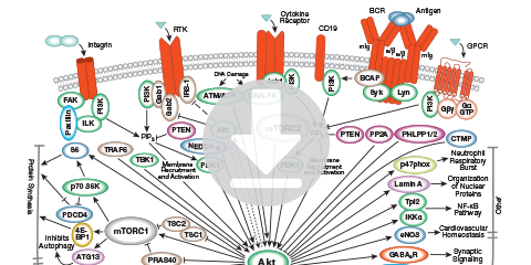 Resources for Cancer Signaling Pathways