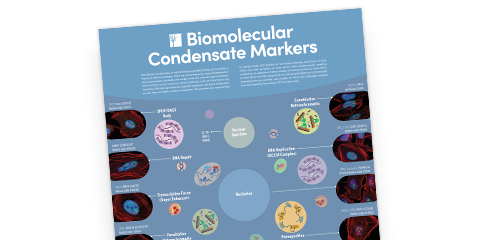 Biomolecular Condensate Markers Poster