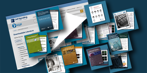 CST Digital Resource Library | Cell Signaling Technology