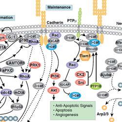 CST Signaling Pathways