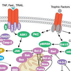 CST Signaling Pathways