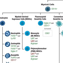 CST Signaling Pathways