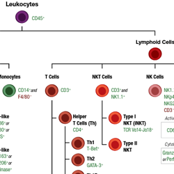 CST Signaling Pathways