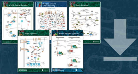 DOWNLOAD | CST Disease Drivers & Growth Signals Signaling Pathways