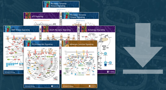 DOWNLOAD | CST Signaling Pathways & Diagrams