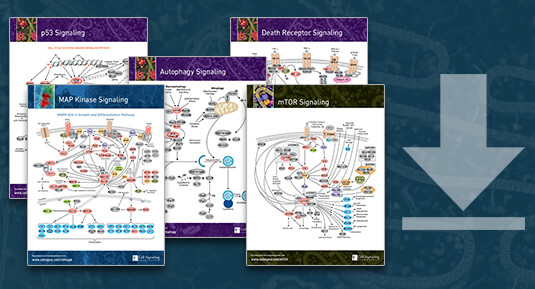 DOWNLOAD | CST Cell Growth & Viability Signaling Pathways