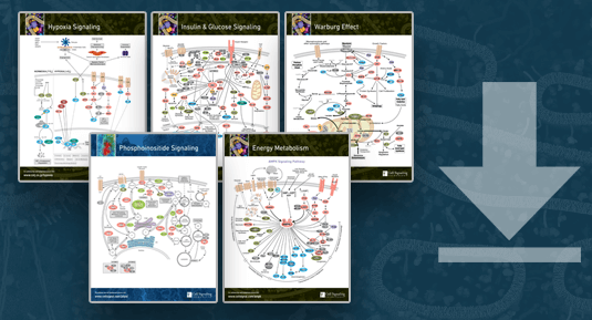 DOWNLOAD | CST Metabolic Reprogramming Signaling Pathways
