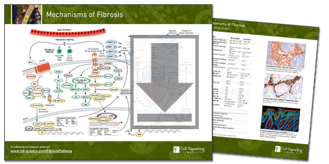 Fibrotic Disease Pathways