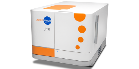 Antibodies Validated for Simple Western™